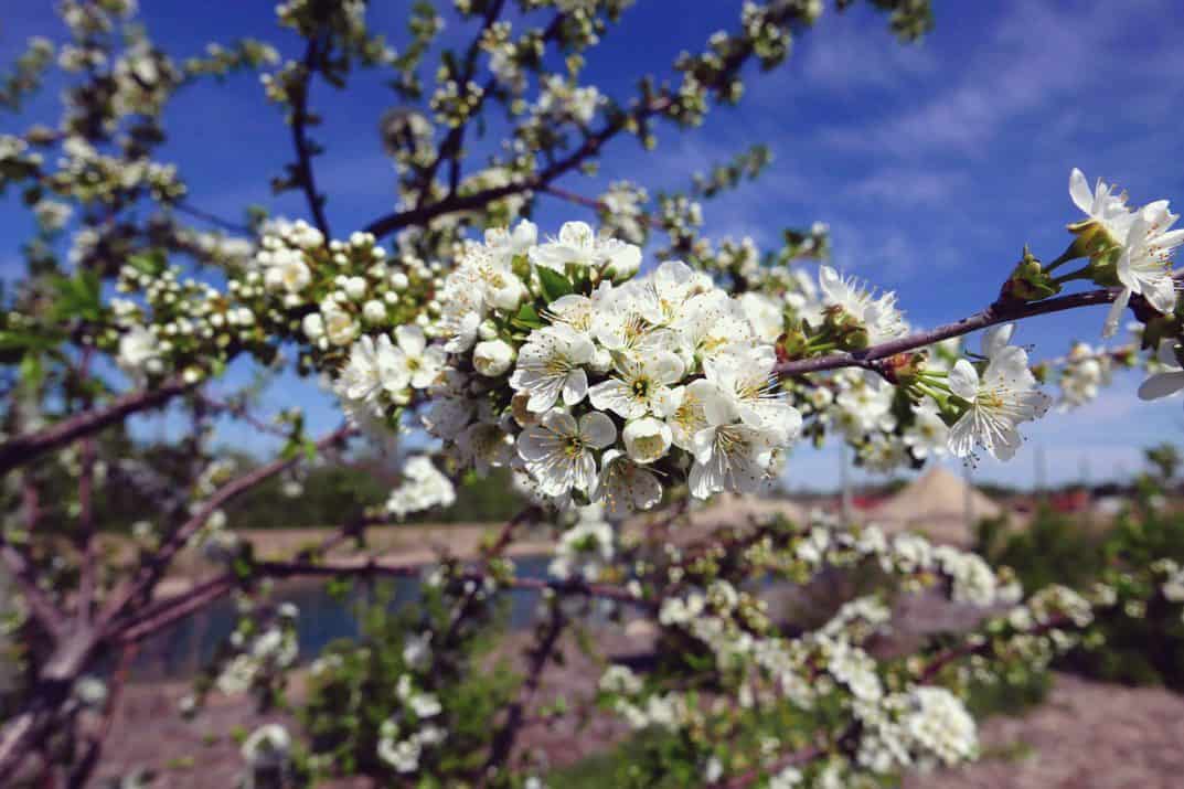 Sweet Cherry Pie™ Cherry Tree - Plant Guide